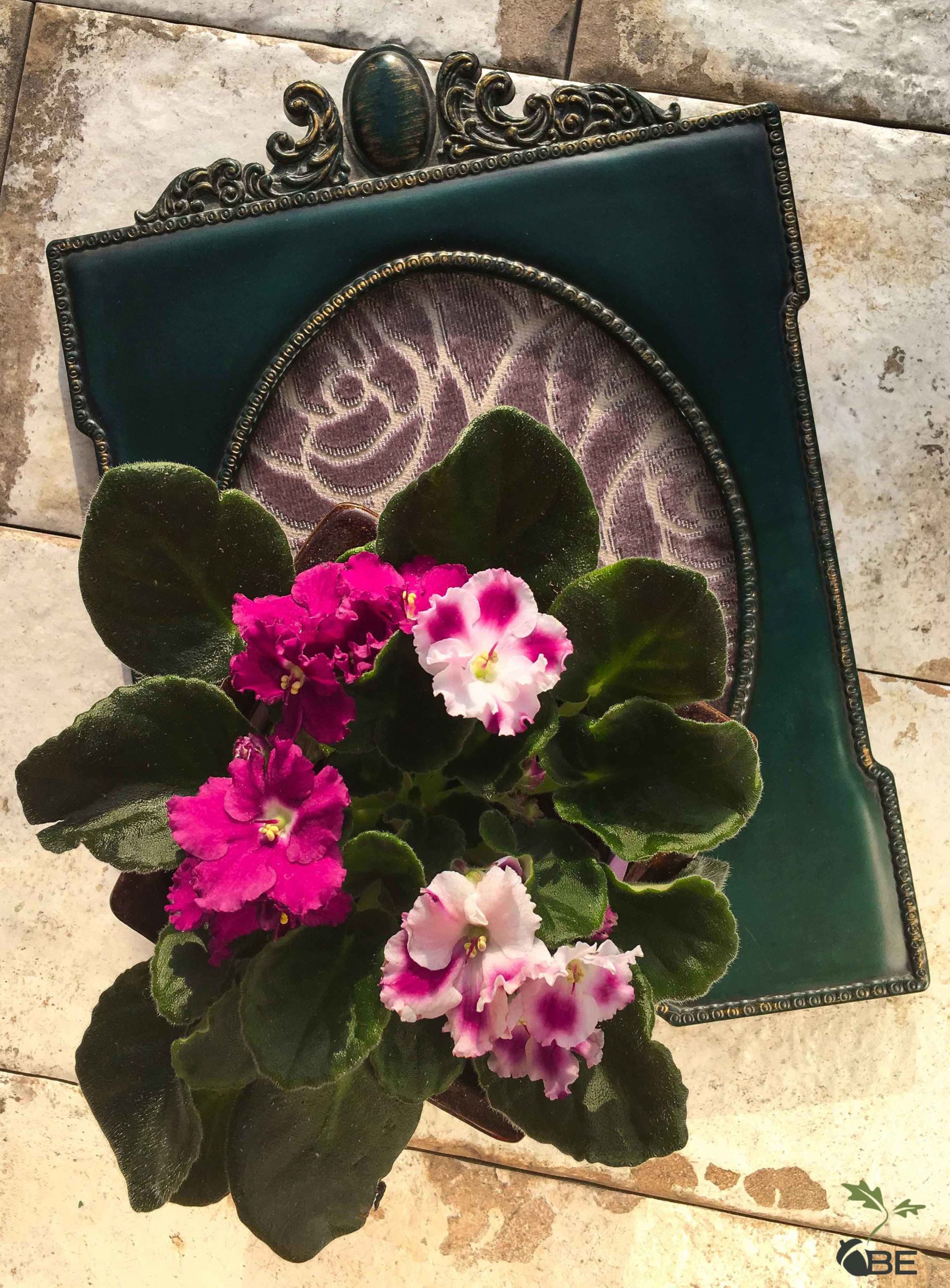 February’s Flower: Violets – BE the Beautiful Life