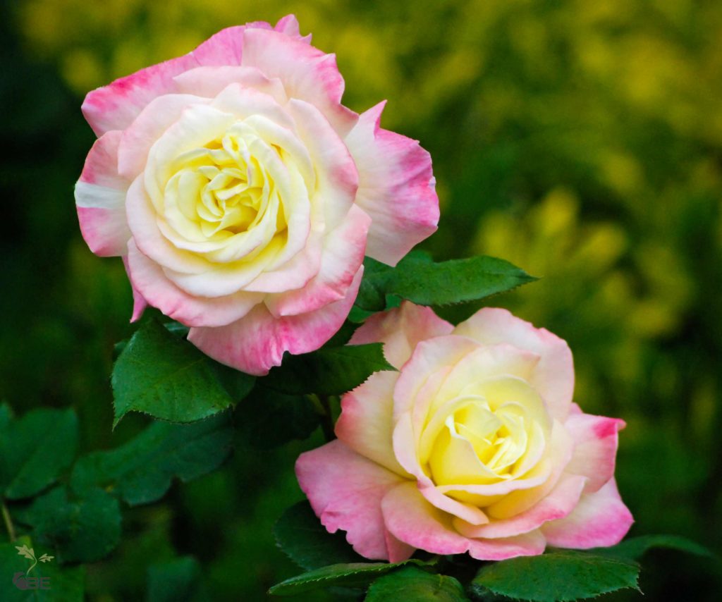 The Love Language of Flowers – Be the Beautiful Life